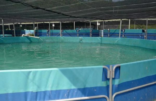 日本的香鱼是什么鱼_香鱼为什么叫香鱼-第1张图片-山城妙识