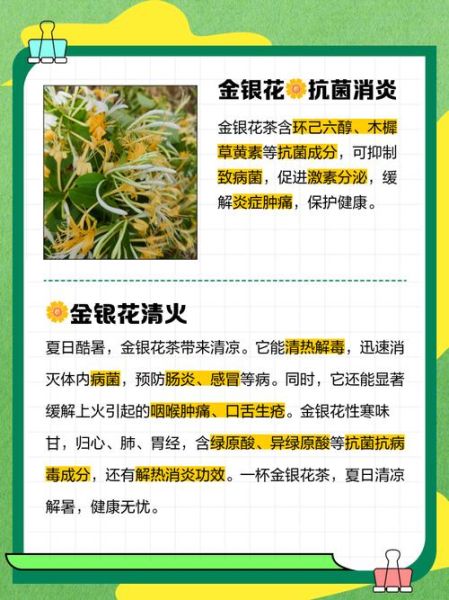 金银花泡水喝治咽炎吗_金银花泡水治咽炎怎么喝-第3张图片-山城妙识