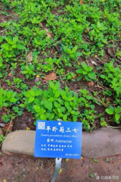 菊三七图片功效和作用_菊三七能治什么病-第3张图片-山城妙识