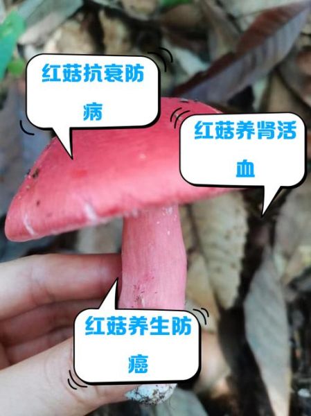 红菇不能和什么一起吃_红菇相克食物有哪些-第2张图片-山城妙识