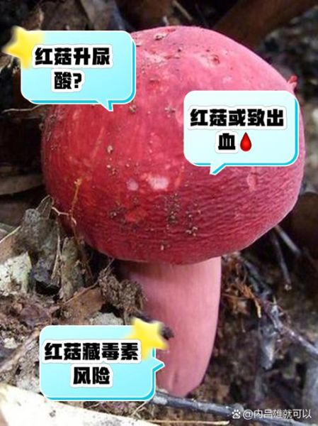 红菇不能和什么一起吃_红菇相克食物有哪些-第3张图片-山城妙识