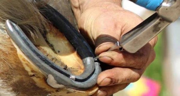马蹄铁怎么钉上去_钉马掌全过程-第1张图片-山城妙识