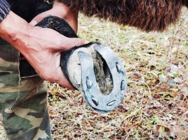 马蹄铁怎么钉上去_钉马掌全过程-第3张图片-山城妙识