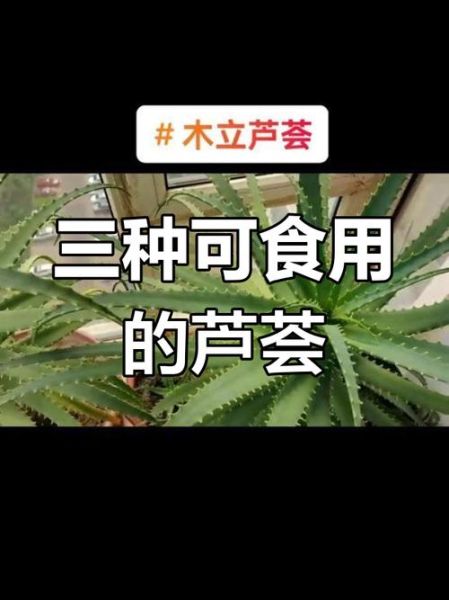哪种芦荟可以吃_可食用芦荟图片怎么认-第2张图片-山城妙识