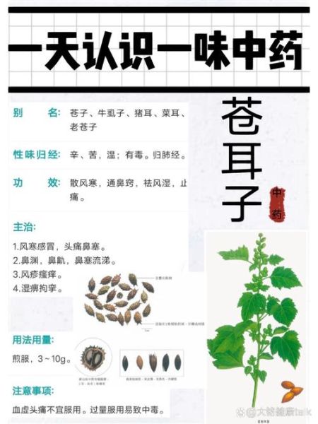 苍耳子能治鼻炎吗_苍耳子禁忌有哪些-第2张图片-山城妙识