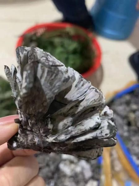 干巴菌多少钱一斤_干巴菌价格为什么这么贵-第3张图片-山城妙识