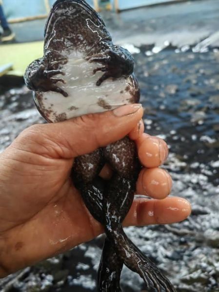 吃野生石蛙犯法吗_野生石蛙是否属于保护动物-第3张图片-山城妙识