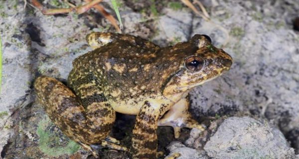 吃野生石蛙犯法吗_野生石蛙是否属于保护动物-第2张图片-山城妙识