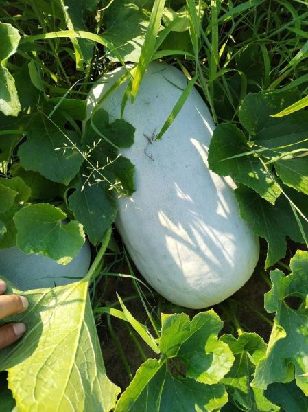 冬瓜图片可爱_冬瓜为什么看起来萌萌哒-第3张图片-山城妙识 冬瓜图片可爱_冬瓜为什么看起来萌萌哒-第3张图片-山城妙识