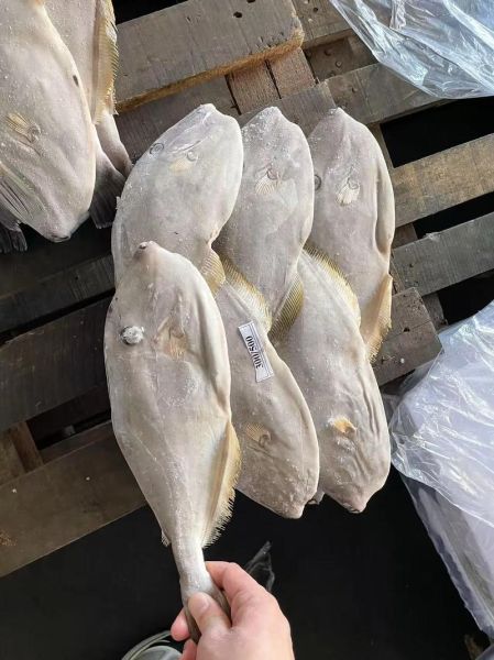 马面鱼多少钱一斤_马面鱼价格为什么便宜-第1张图片-山城妙识 马面鱼多少钱一斤_马面鱼价格为什么便宜-第1张图片-山城妙识