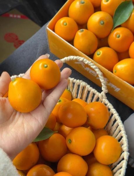 小金桔怎么吃_小金桔的吃法大全-第2张图片-山城妙识