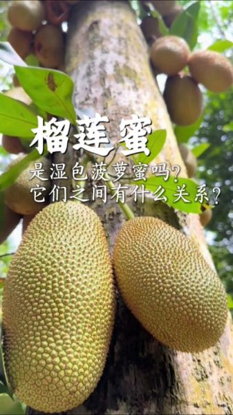 榴莲蜜和榴莲的区别_哪个更好吃-第3张图片-山城妙识