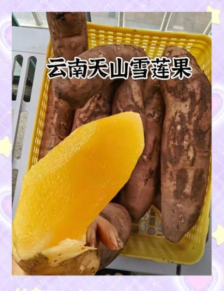 雪莲果价格多少钱一斤_雪莲果多少钱一斤2024-第2张图片-山城妙识