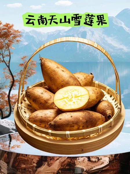 雪莲果价格多少钱一斤_雪莲果多少钱一斤2024-第3张图片-山城妙识