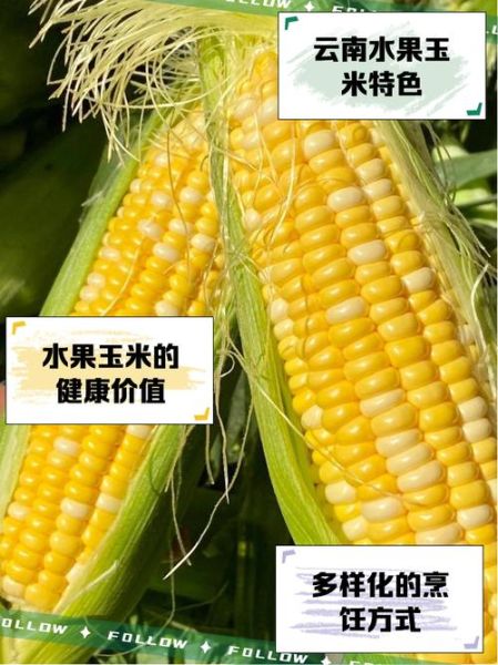 水果玉米种植技术_如何提高甜度-第1张图片-山城妙识 水果玉米种植技术_如何提高甜度-第1张图片-山城妙识