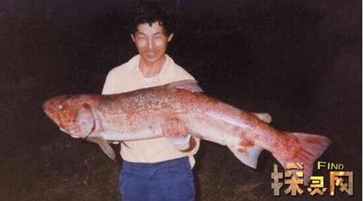 喀纳斯湖大红鱼是真的吗_喀纳斯湖大红鱼有多大-第1张图片-山城妙识