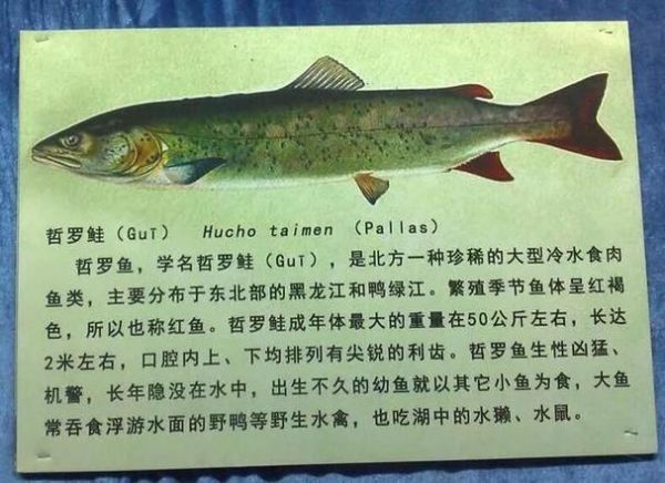 喀纳斯湖大红鱼是真的吗_喀纳斯湖大红鱼有多大-第2张图片-山城妙识