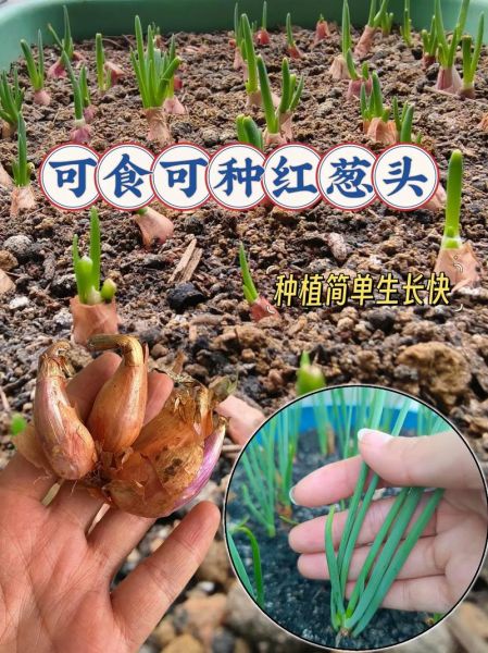 火葱怎么种_火葱和香葱的区别-第1张图片-山城妙识 火葱怎么种_火葱和香葱的区别-第1张图片-山城妙识