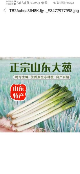 安丘大葱价格今日价格_安丘大葱多少钱一斤-第2张图片-山城妙识 安丘大葱价格今日价格_安丘大葱多少钱一斤-第2张图片-山城妙识