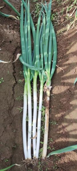 安丘大葱价格今日价格_安丘大葱多少钱一斤-第1张图片-山城妙识 安丘大葱价格今日价格_安丘大葱多少钱一斤-第1张图片-山城妙识