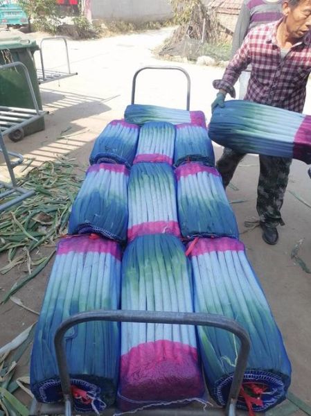 安丘大葱价格今日价格_安丘大葱多少钱一斤-第3张图片-山城妙识 安丘大葱价格今日价格_安丘大葱多少钱一斤-第3张图片-山城妙识