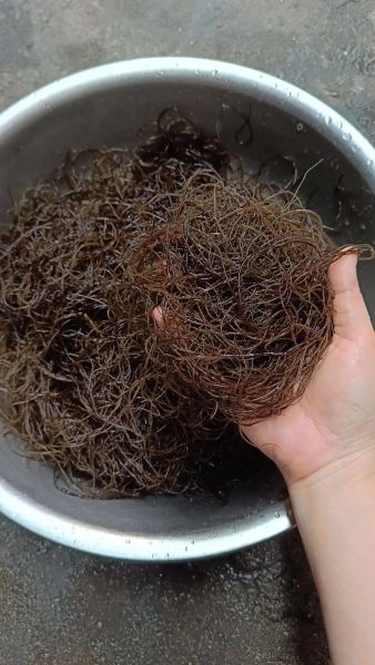 海发菜的功效与作用_海发菜怎么吃最好-第2张图片-山城妙识 海发菜的功效与作用_海发菜怎么吃最好-第2张图片-山城妙识