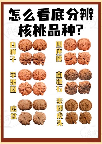 文玩核桃品种图片_如何挑选-第3张图片-山城妙识 文玩核桃品种图片_如何挑选-第3张图片-山城妙识