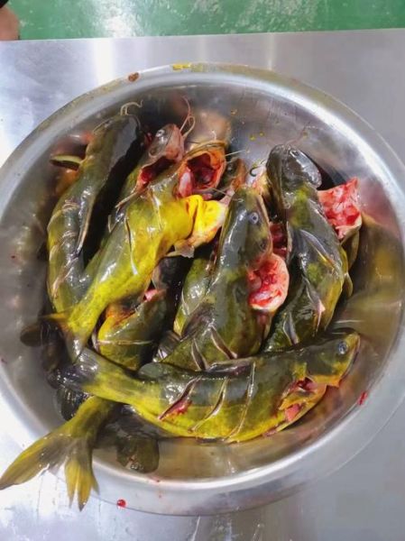 红烧嘎牙鱼怎么做_嘎牙鱼去腥技巧-第1张图片-山城妙识