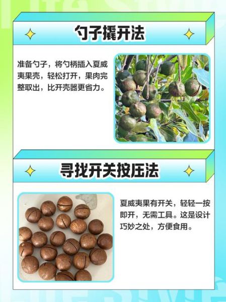 夏威夷果怎么加工_夏威夷果加工工艺流程-第2张图片-山城妙识