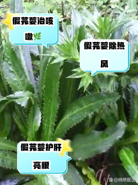 芫荽的功效与作用_芫荽的营养价值有哪些-第2张图片-山城妙识