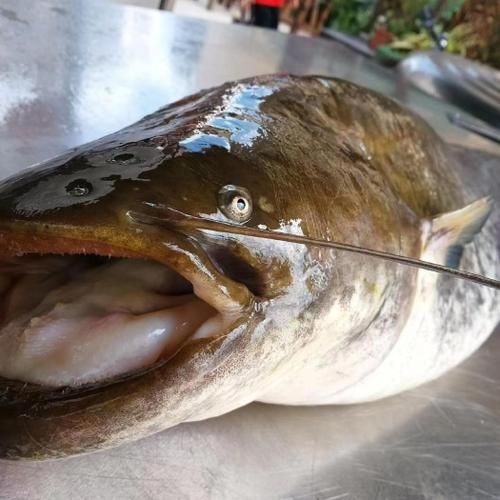 鲢鱼刺多吗_小孩能吃吗-第3张图片-山城妙识