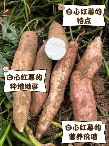 白皮红薯和白心红薯的区别_白皮红薯怎么做好吃-第1张图片-山城妙识 白皮红薯和白心红薯的区别_白皮红薯怎么做好吃-第1张图片-山城妙识