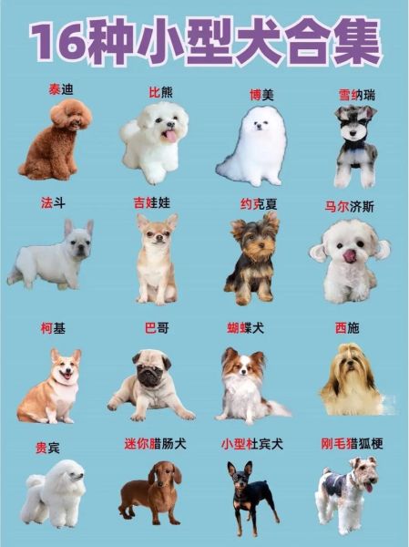 便宜好养的小型犬有哪些_新手适合养什么小型犬-第1张图片-山城妙识