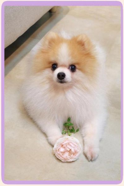 便宜好养的小型犬有哪些_新手适合养什么小型犬-第3张图片-山城妙识