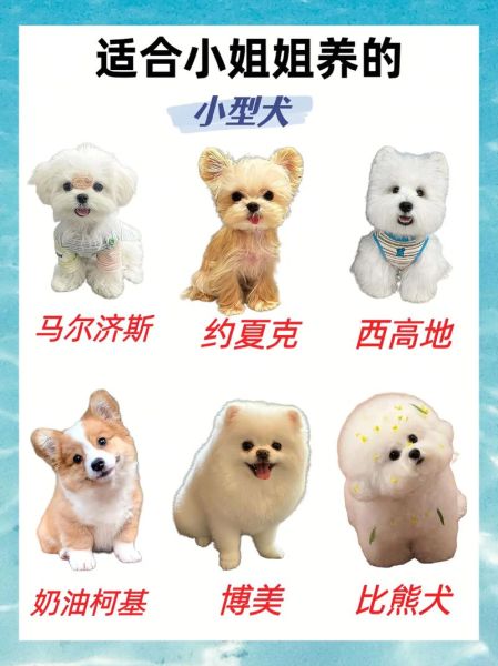 便宜好养的小型犬有哪些_新手适合养什么小型犬-第2张图片-山城妙识