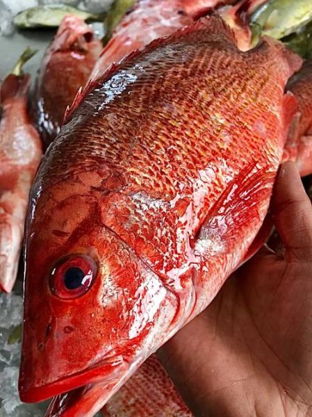 红色的海鱼有哪些品种_怎么分辨真假红鲷-第1张图片-山城妙识