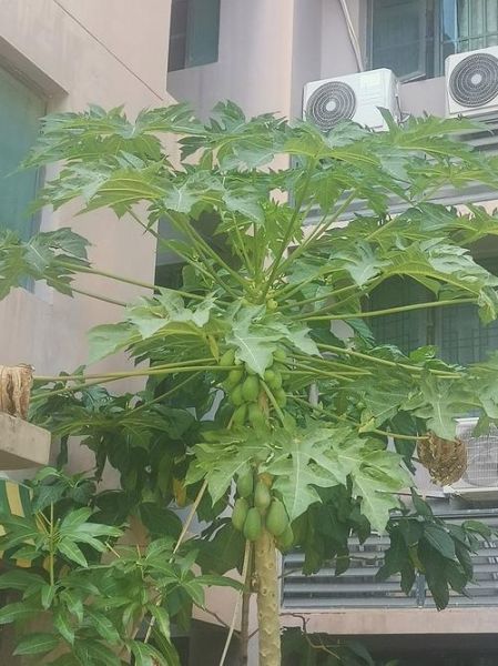 木瓜树几年结果_木瓜树怎么养才高产-第1张图片-山城妙识 木瓜树几年结果_木瓜树怎么养才高产-第1张图片-山城妙识