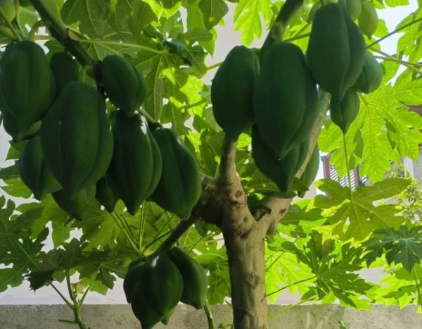 木瓜树几年结果_木瓜树怎么养才高产-第2张图片-山城妙识 木瓜树几年结果_木瓜树怎么养才高产-第2张图片-山城妙识