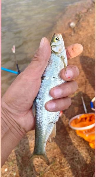 翘嘴白鱼图片_翘嘴白鱼怎么钓-第1张图片-山城妙识