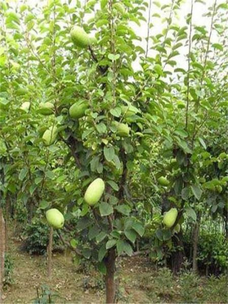 木瓜树几年结果_木瓜树怎么养才高产-第3张图片-山城妙识 木瓜树几年结果_木瓜树怎么养才高产-第3张图片-山城妙识