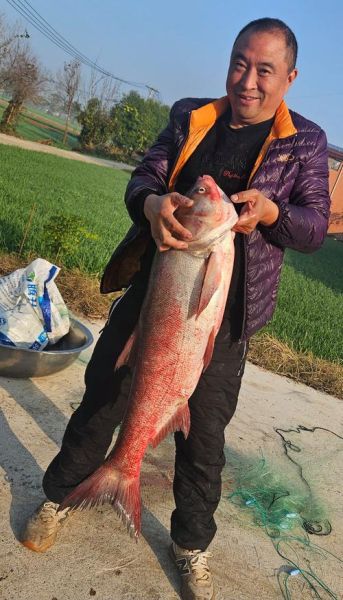 白鲢鱼图片_如何分辨真假白鲢-第3张图片-山城妙识