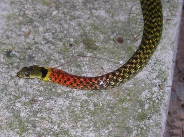 蛇的品种大全108种图片_哪些蛇最危险-第1张图片-山城妙识