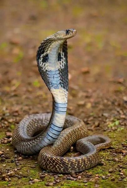 蛇的品种大全108种图片_哪些蛇最危险-第2张图片-山城妙识