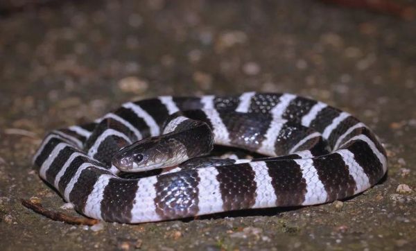 蛇的品种大全108种图片_哪些蛇最危险-第3张图片-山城妙识