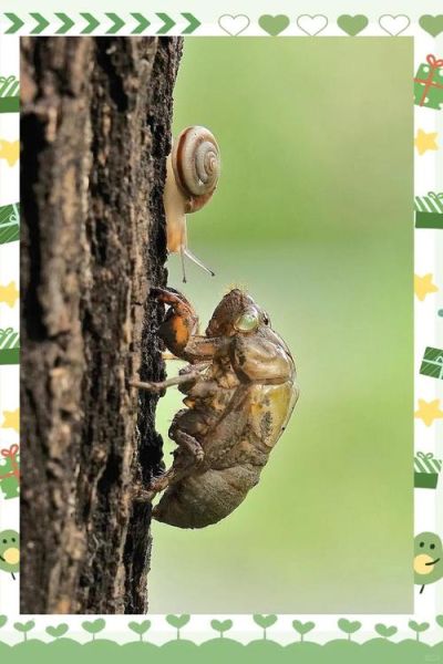 蝉蜕煮水喝的功效与禁忌_孕妇可以喝吗-第3张图片-山城妙识