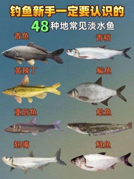 淡水鱼有哪些品种图片_淡水鱼品种大全图解-第1张图片-山城妙识