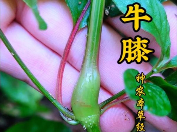 怀牛膝图片长什么样_怀牛膝真假怎么分辨-第2张图片-山城妙识