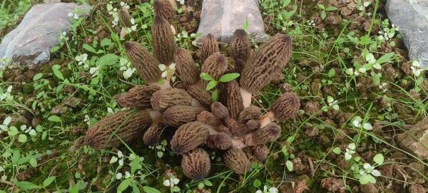 羊肚菌种植利润怎么样_羊肚菌每亩能赚多少钱-第2张图片-山城妙识