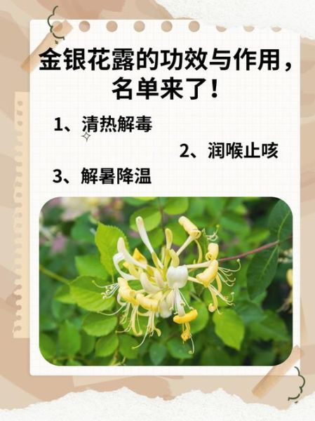金银花露怎么喝_水泄不通金银花露功效-第1张图片-山城妙识 金银花露怎么喝_水泄不通金银花露功效-第1张图片-山城妙识