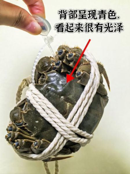 昆明阳澄湖大闸蟹礼券哪里买_如何辨别真假-第2张图片-山城妙识 昆明阳澄湖大闸蟹礼券哪里买_如何辨别真假-第2张图片-山城妙识